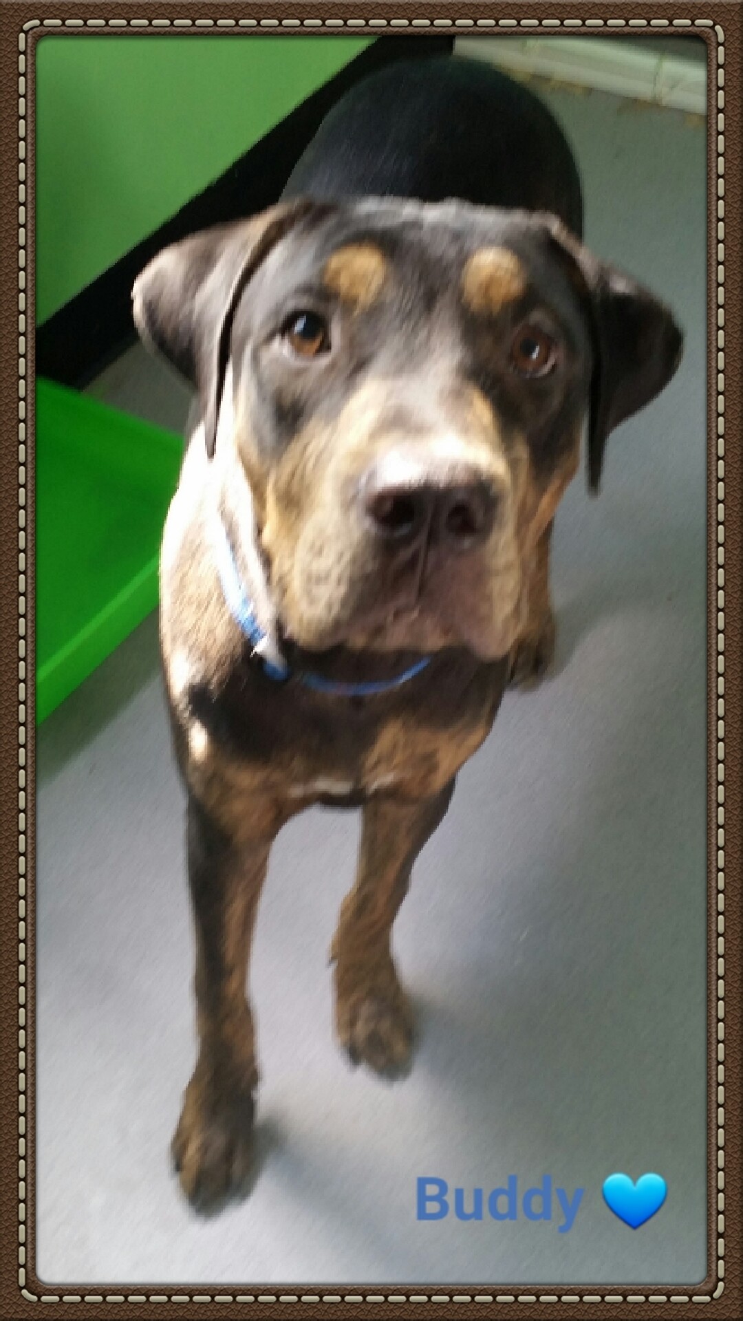 Buddy - Large Male Rottweiler x Shar Pei Mix Dog in QLD - PetRescue