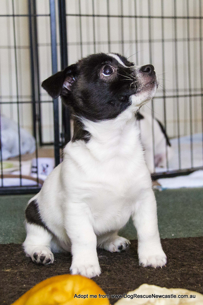 Ace ~ Mini Foxy x Puppy (on trial 16/09/16) - Small Male Miniature Fox ...