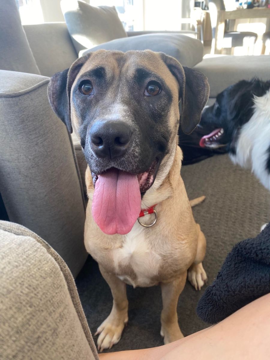 Scramby - Medium Female American Staffordshire Terrier Mix Dog in VIC ...