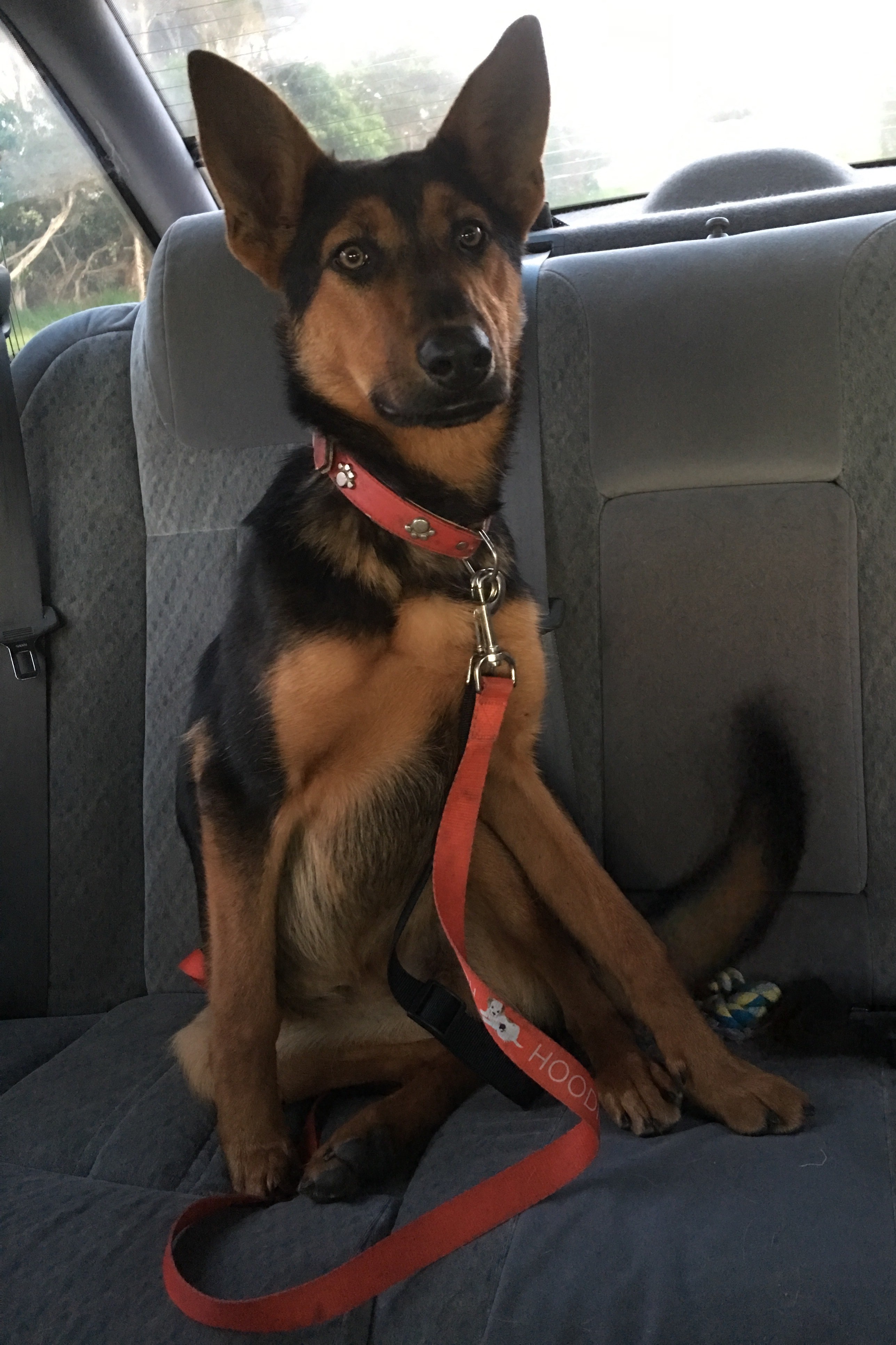 Hazel - Medium Female German Shepherd x Kelpie Dog in VIC - PetRescue