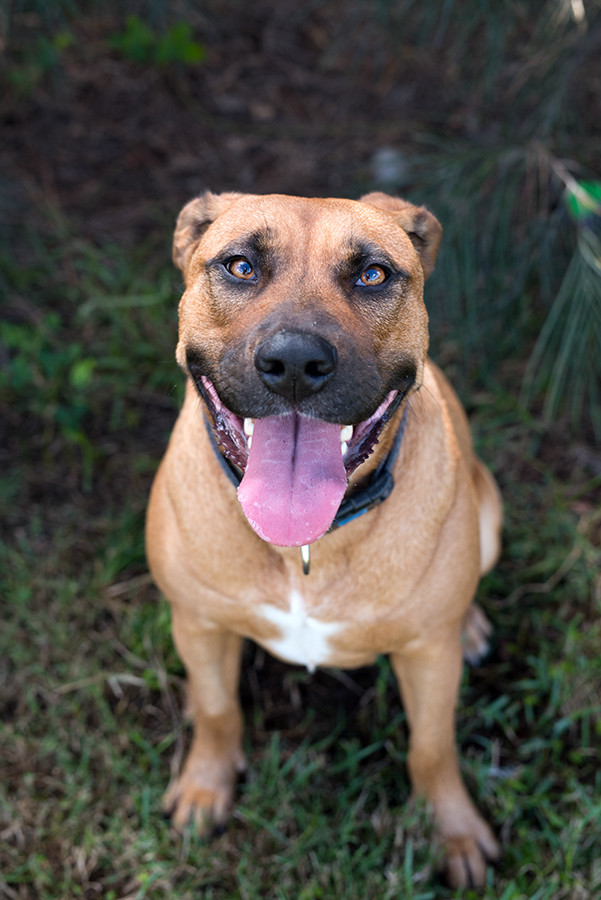 Ruby - Large Female Rhodesian Ridgeback x English Staffordshire Bull ...