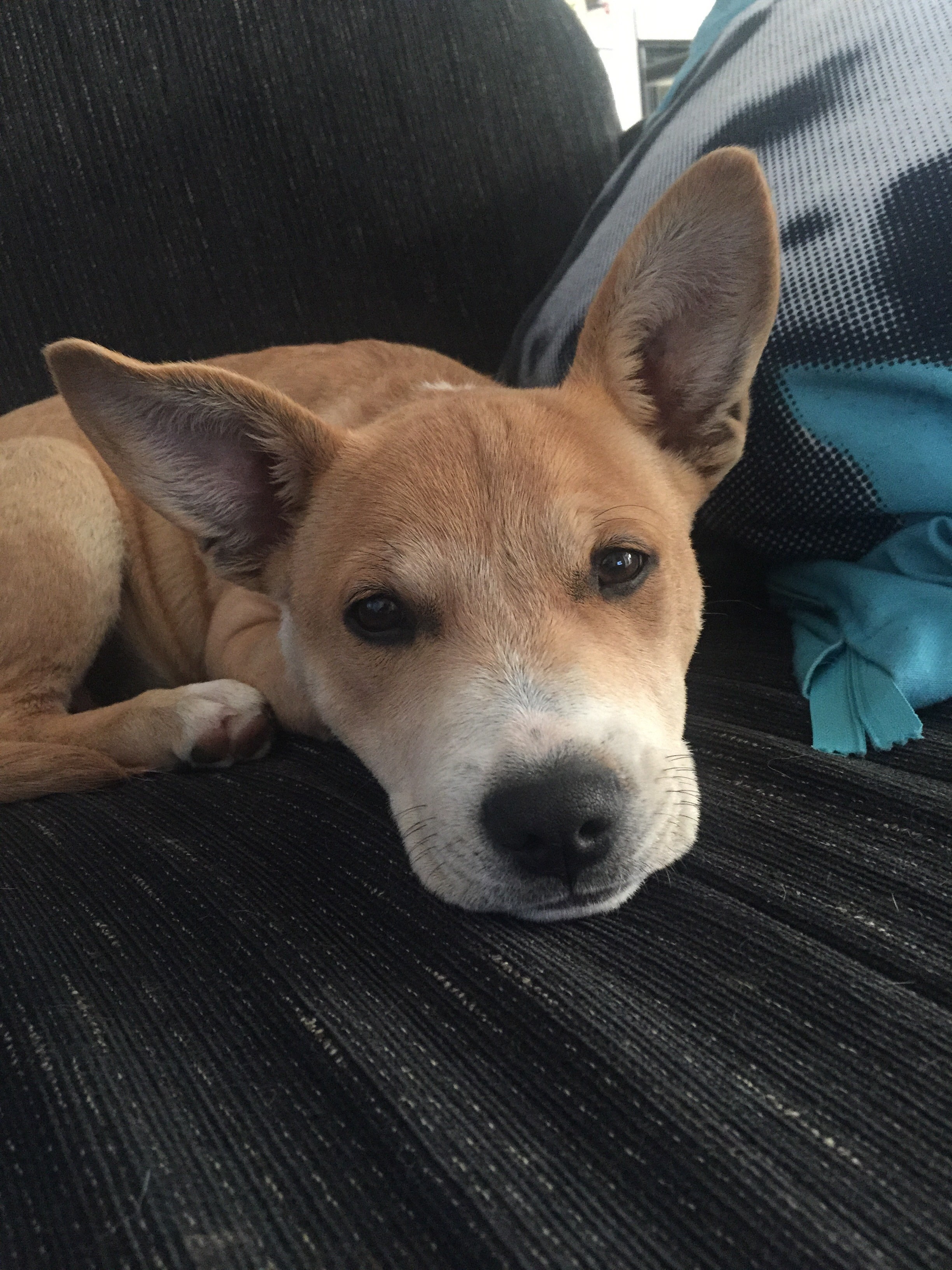 Wobbles - lots of love to give - Medium Female Corgi, Cardigan x Kelpie ...