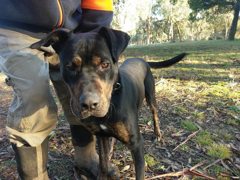 Thor - Large Male Great Dane x Rottweiler Mix Dog in NSW - PetRescue