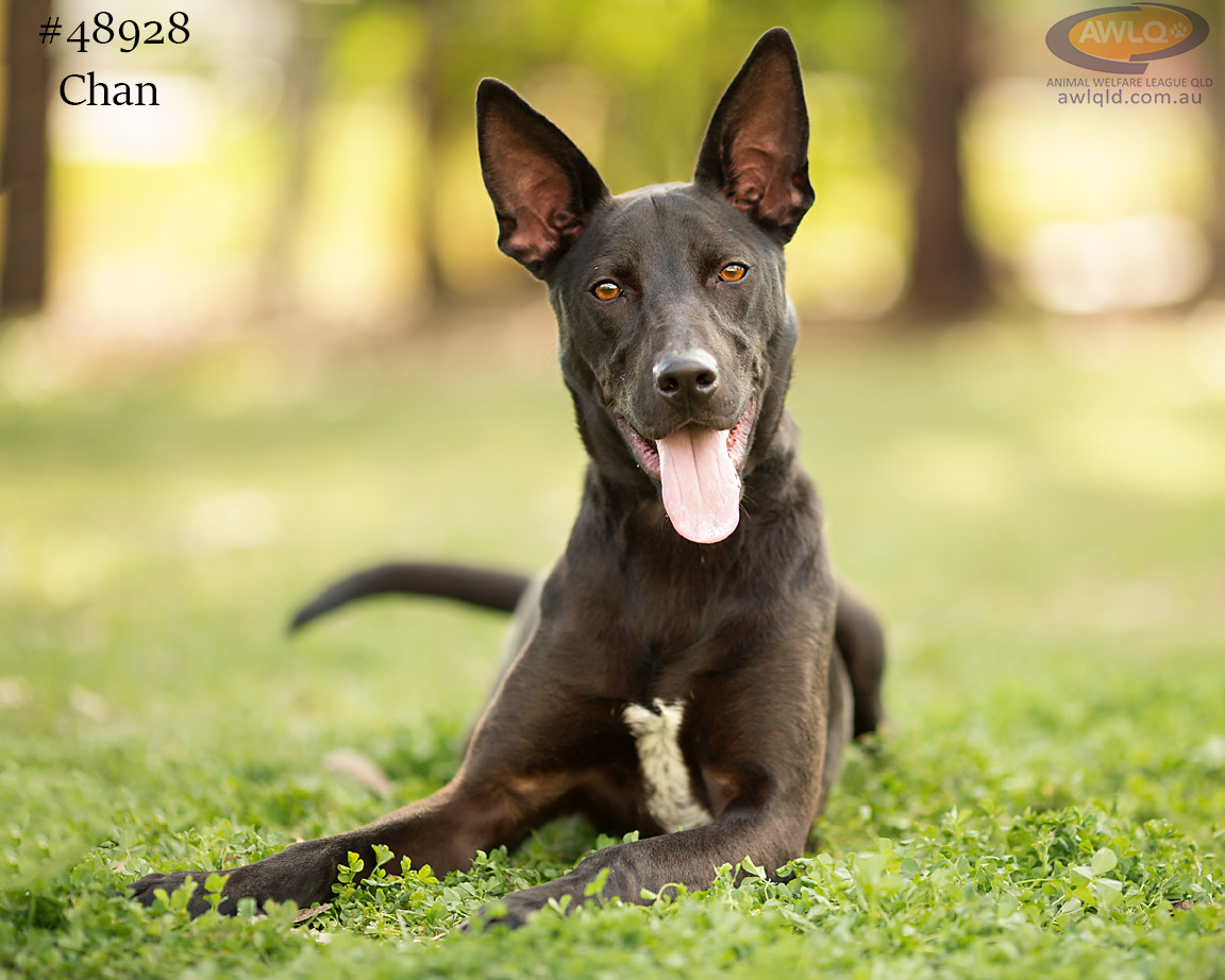 Chan - Medium Male German Shepherd x Australian Kelpie Mix Dog in QLD ...