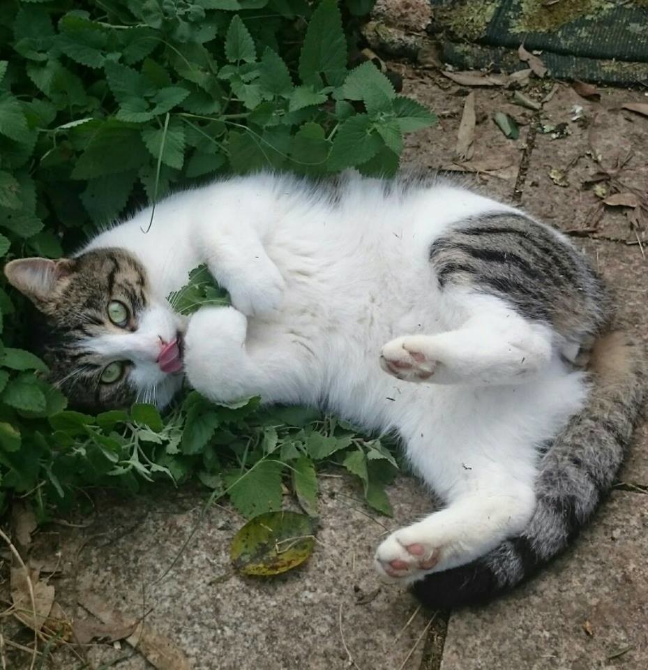 Boof - Male Domestic Short Hair Cat in NSW - PetRescue