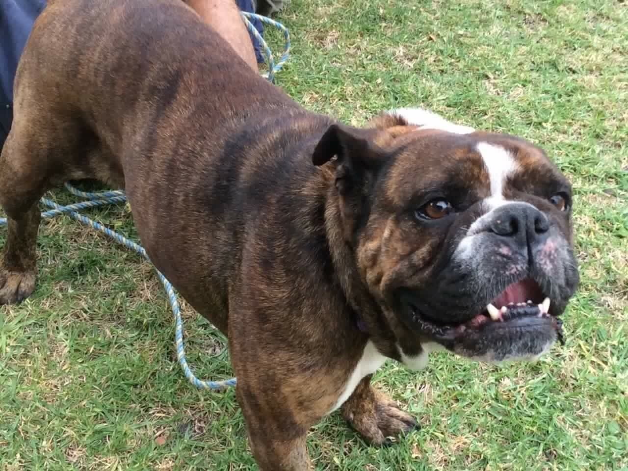 Tubby - Medium Female Australian Bulldog Dog in VIC - PetRescue