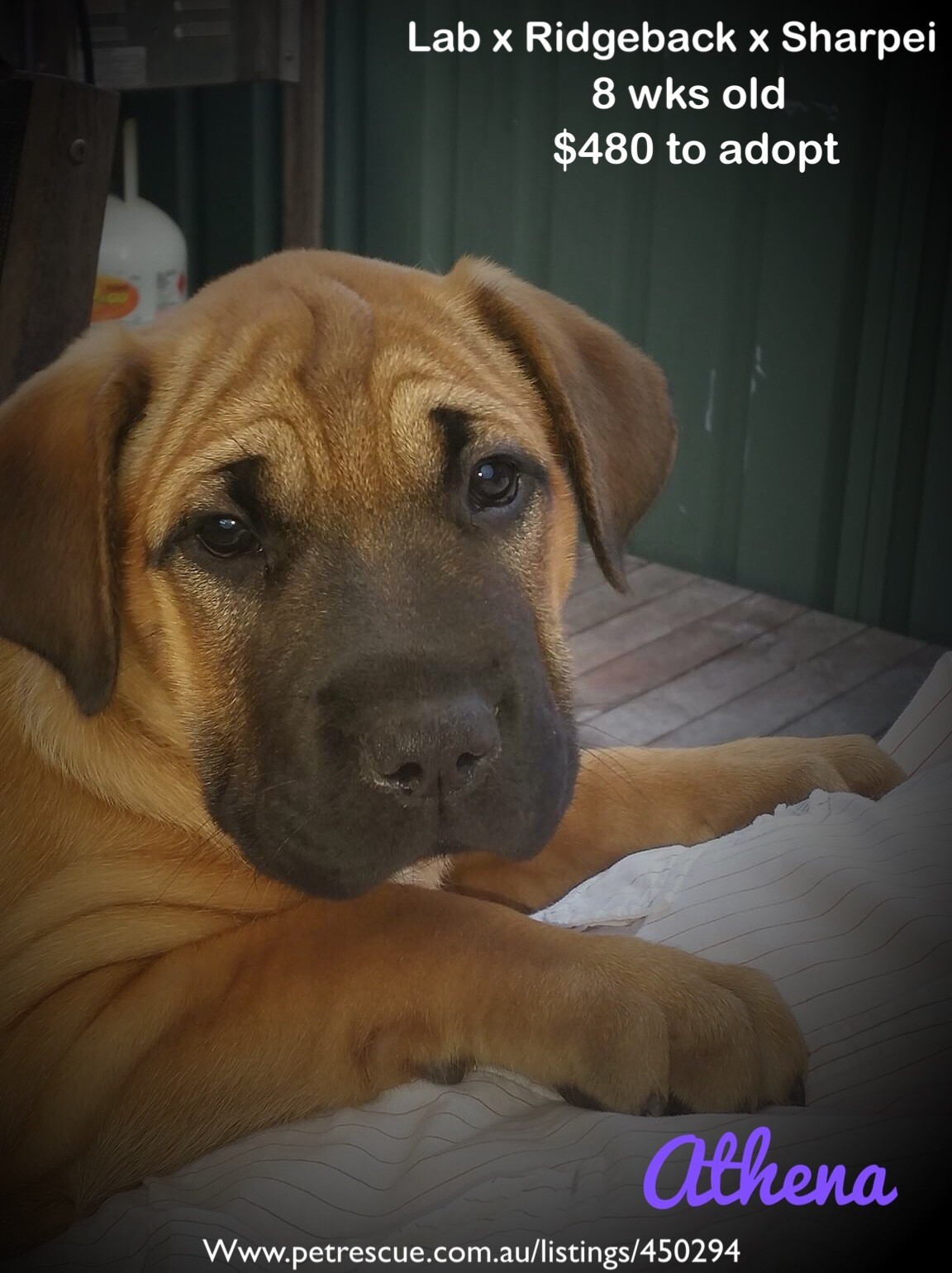 Athena - Large Female Labrador x Shar Pei x Ridgeback Mix Dog in NSW ...