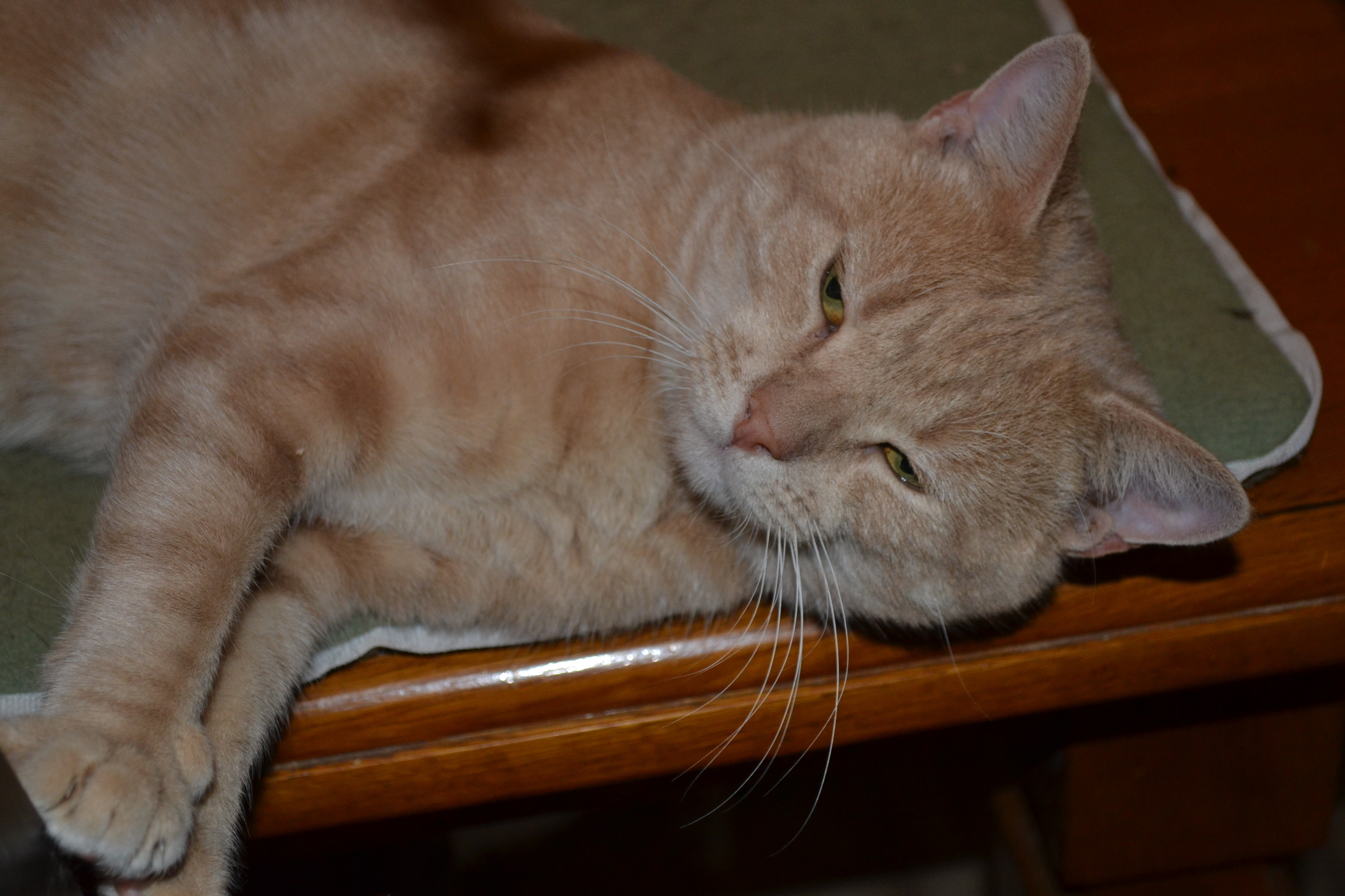 Seville - Male Domestic Short Hair Cat in NSW - PetRescue