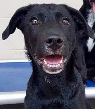 Willow - Medium Female German Shepherd x Labrador x Maremma Sheepdog ...