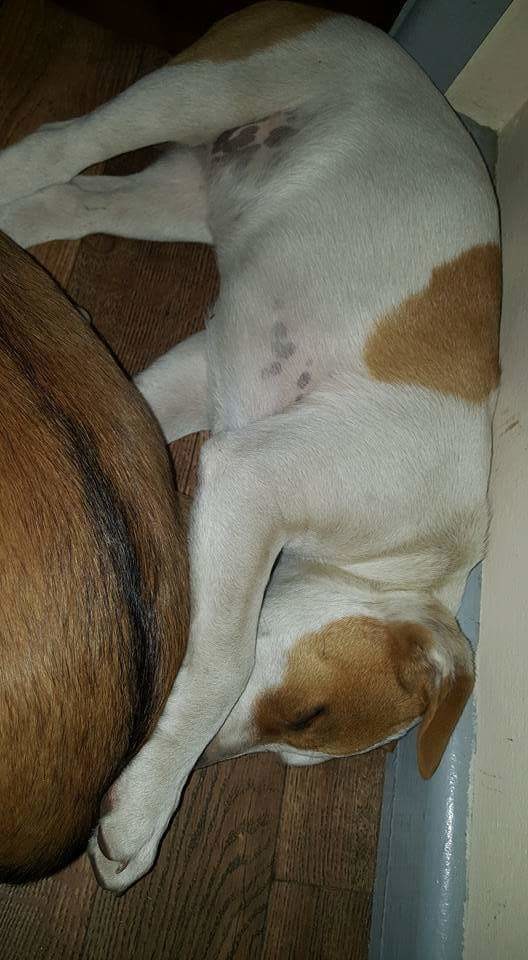 Jazzy ** A Gorgeous Natured Puppy ** - Medium Female Australian Stumpy ...