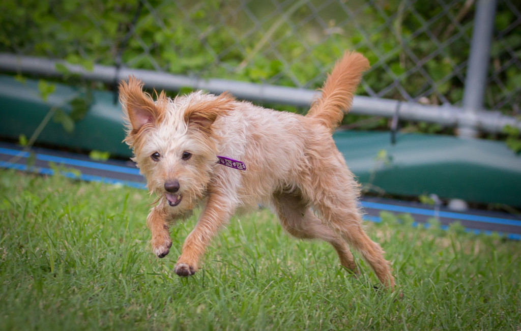 Buddy - Small Male Dandie Dinmont Terrier x Poodle Miniature Mix Dog in ...