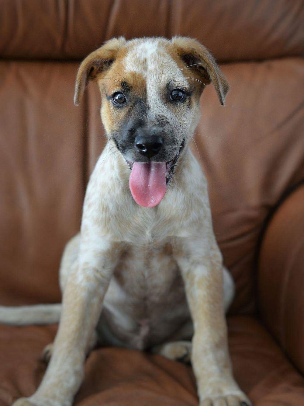 Sorin - Medium Male Mixed Breed Dog in NSW - PetRescue