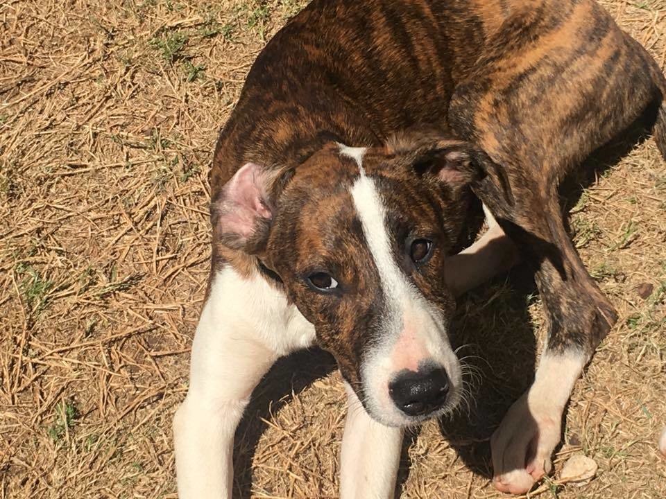 Beans - Large Female Bull Arab x Greyhound Mix Dog in QLD - PetRescue