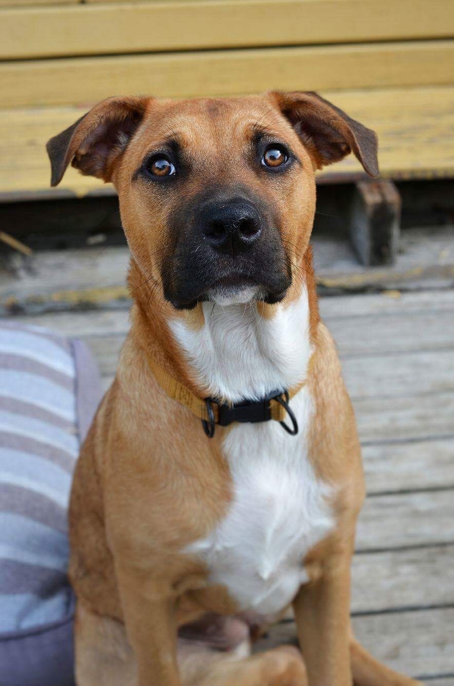 Nalu - Medium Female Mixed Breed Dog in NSW - PetRescue