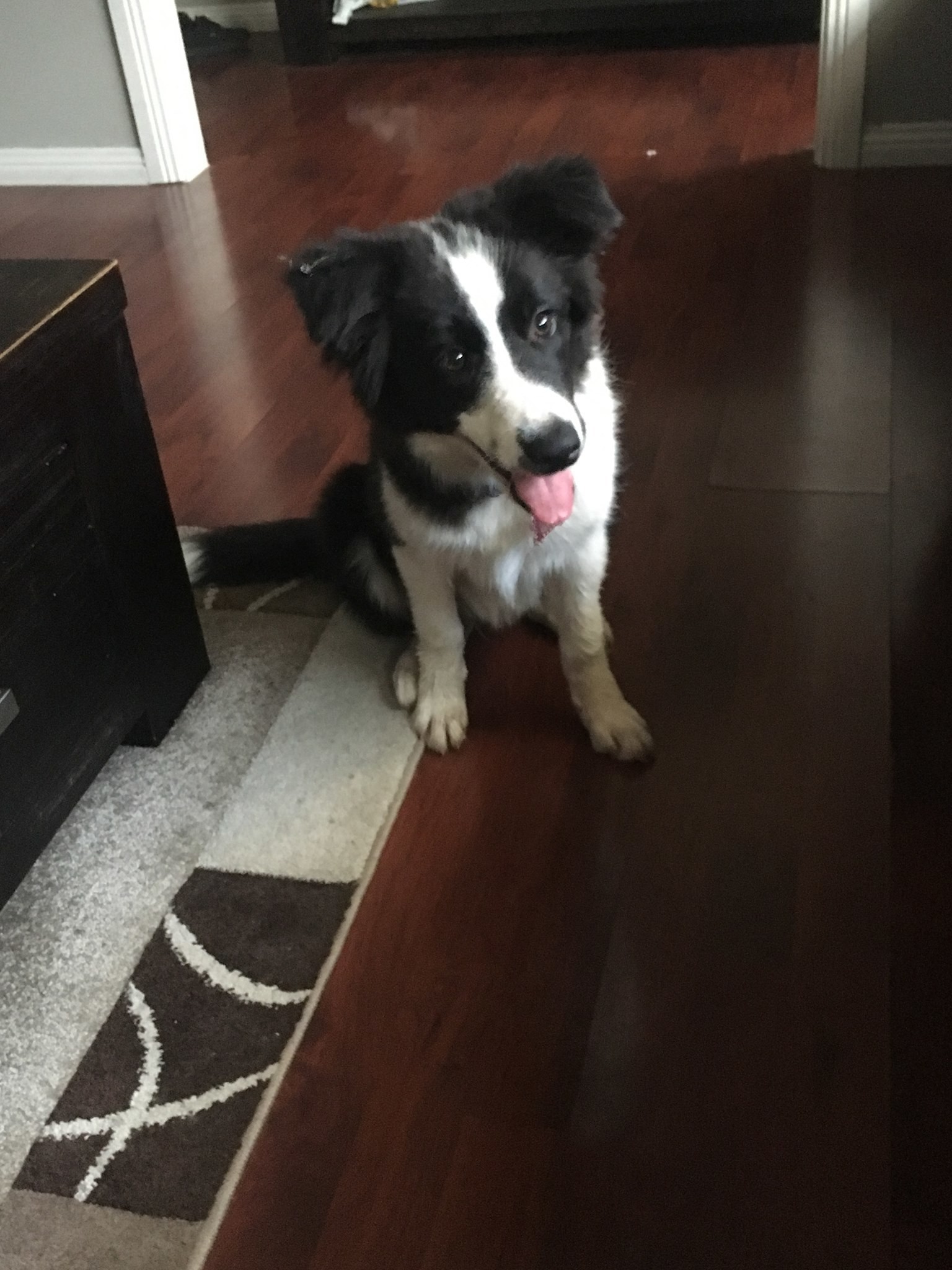 Oreo - Medium Female Border Collie Dog in NSW - PetRescue