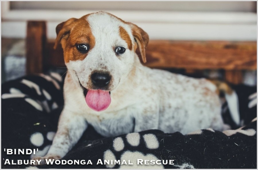 Bindi - Medium Female Australian Cattle Dog Dog in NSW - PetRescue