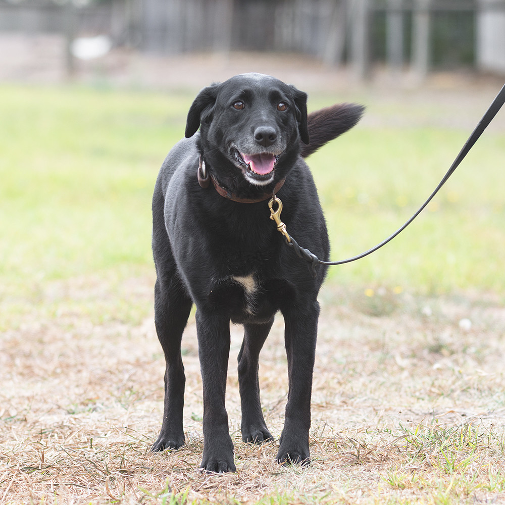 Missy (44518) - Large Female Labrador Mix Dog in VIC - PetRescue