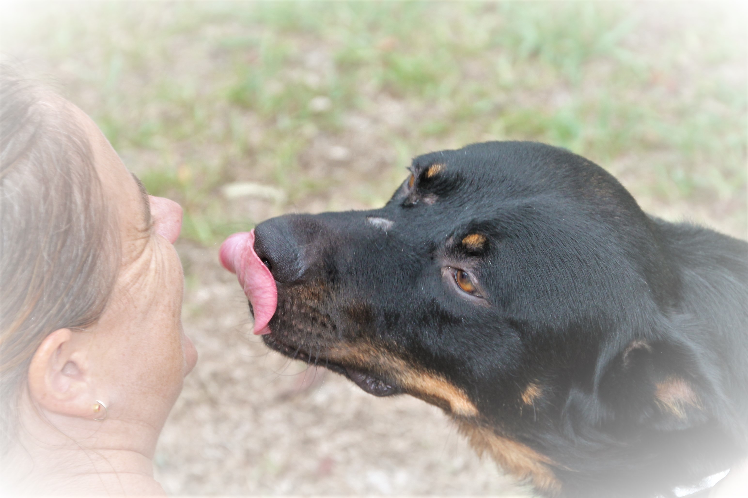Gray-Gray ~ Rotti x Kelpie (foster fail 27/7/2017) - Medium Male Kelpie ...