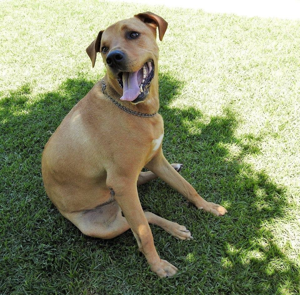Sultan - Large Male Mastiff x Ridgeback Mix Dog in SA - PetRescue