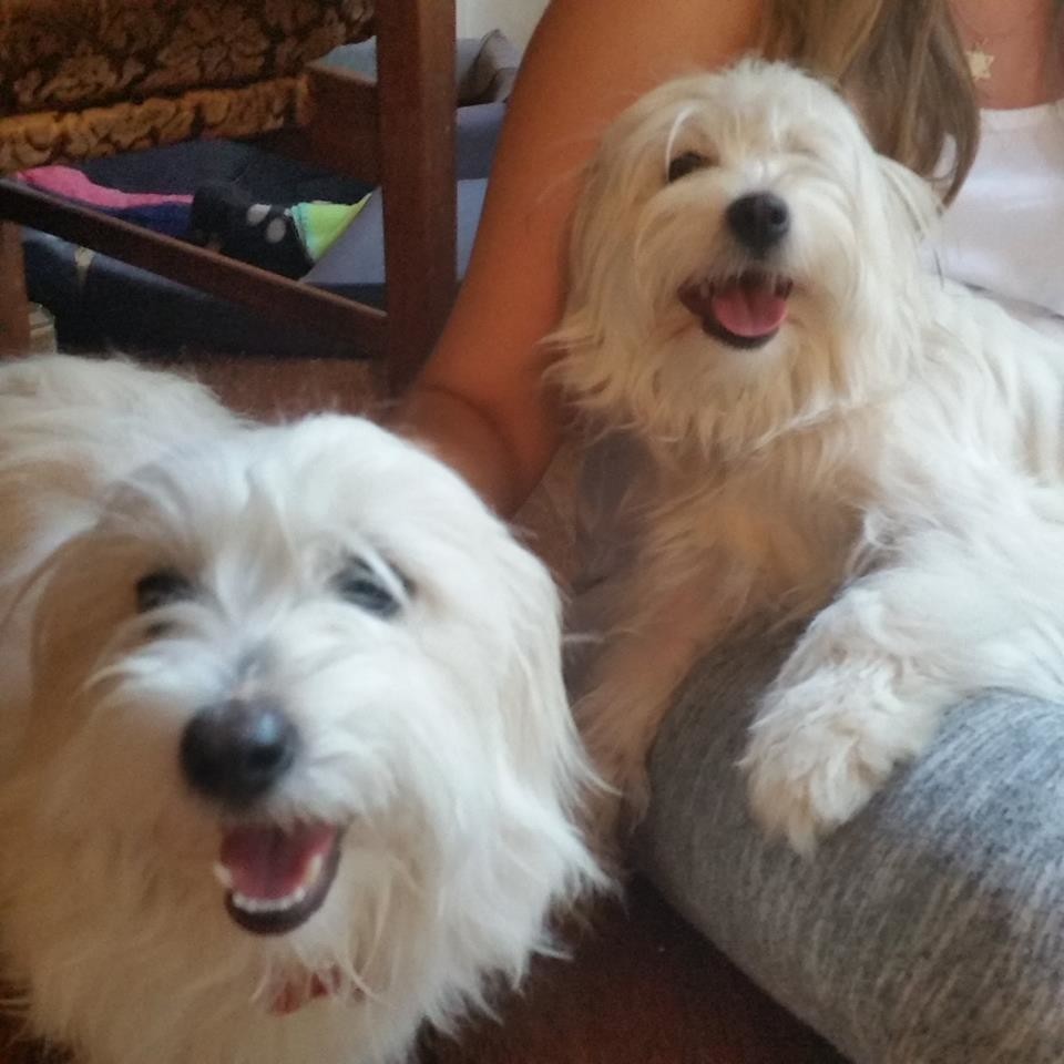 Fluffy Zoolander - Small Female Maltese Mix Dog in VIC - PetRescue