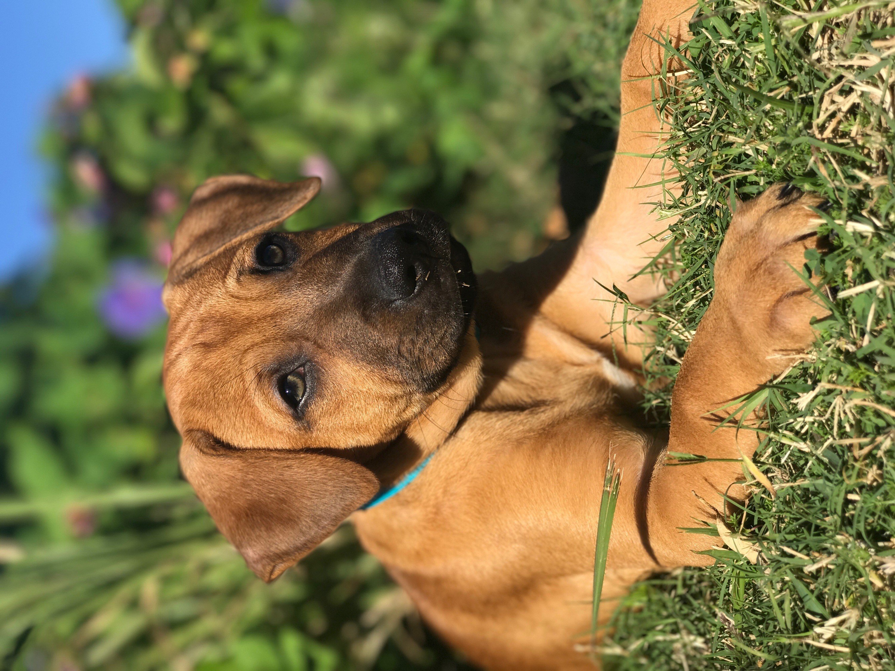 Moni ** Such A Pretty Smart Puppy ** - Medium Female Rhodesian ...
