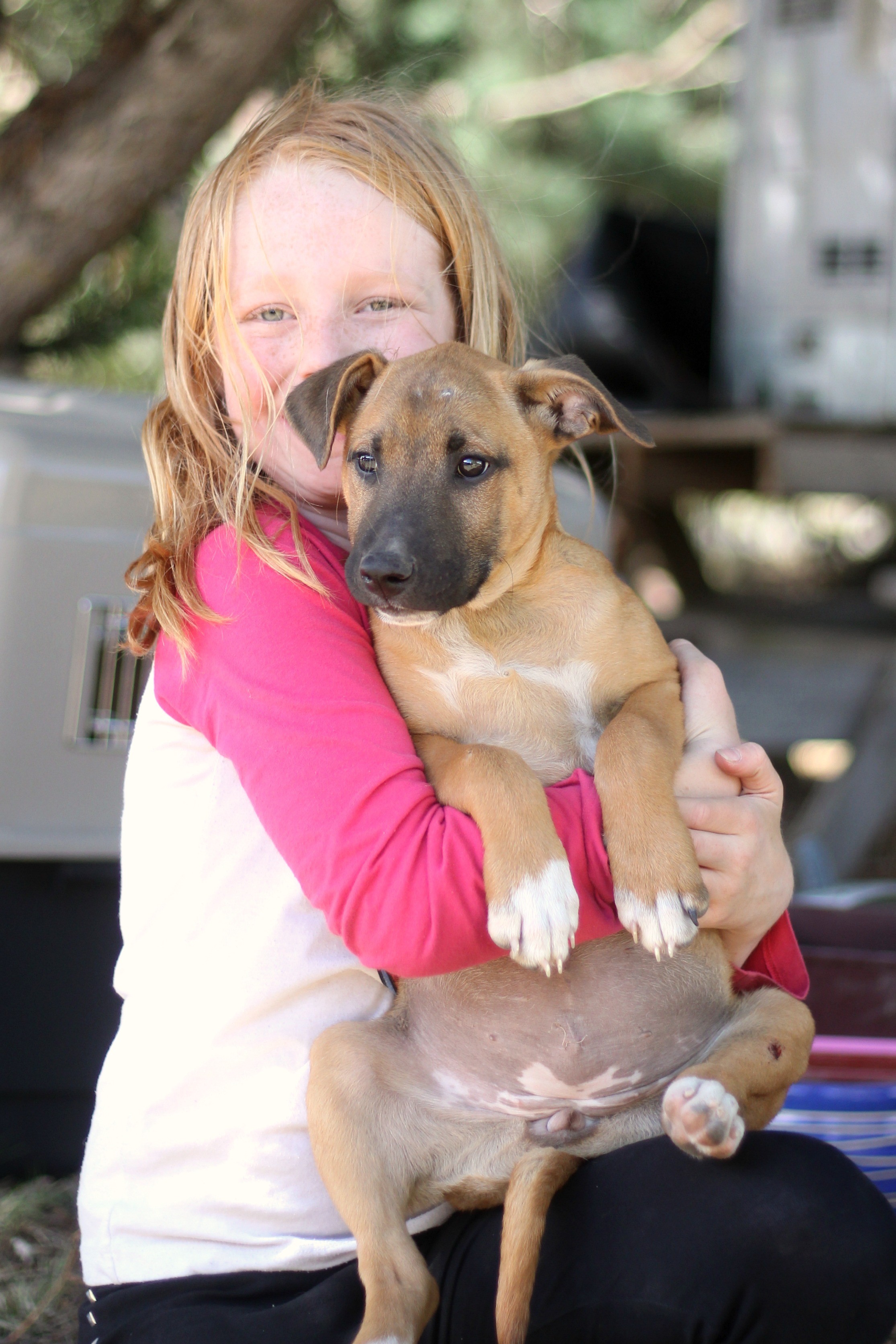 Piper - Large Female Mastiff x Rhodesian Ridgeback Mix Dog in VIC ...