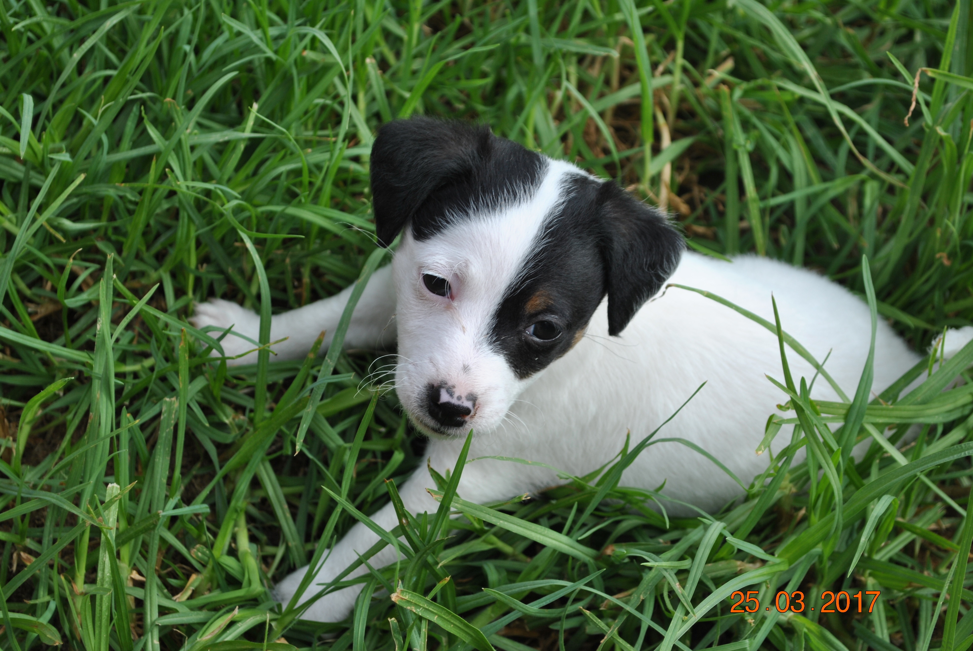 Jrt x puppies - Small Male Jack Russell Terrier Mix Dog in VIC - PetRescue
