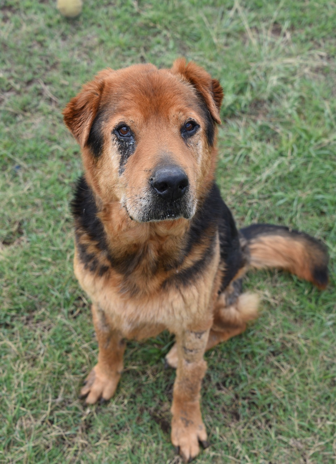Oska - Medium Male Rottweiler x Shar Pei Mix Dog in NSW - PetRescue