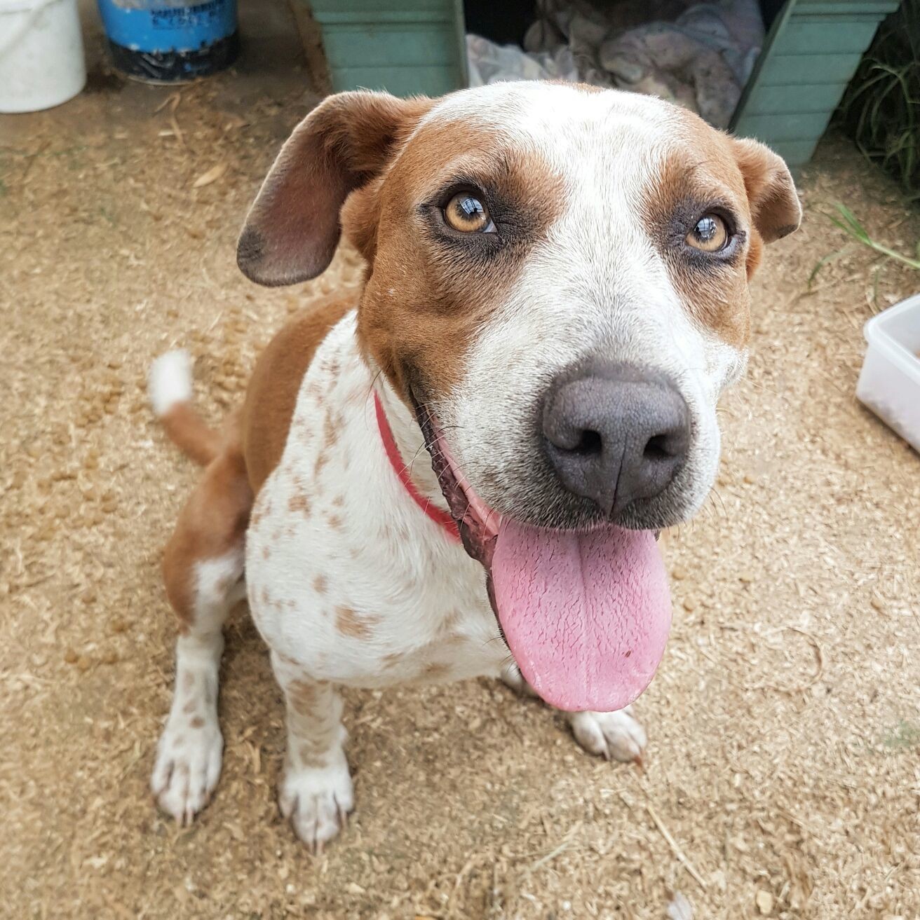 Tipper - Medium Female Pointer Mix Dog in NSW - PetRescue