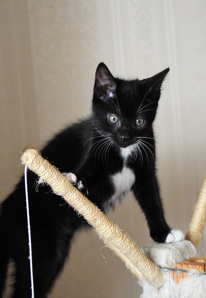 Myka Meet Me This Sunday At Best Friends Preston - Male Domestic Short ...