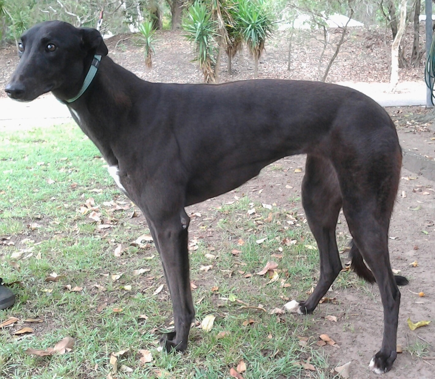 Tracy - Large Female Greyhound Dog in NSW - PetRescue
