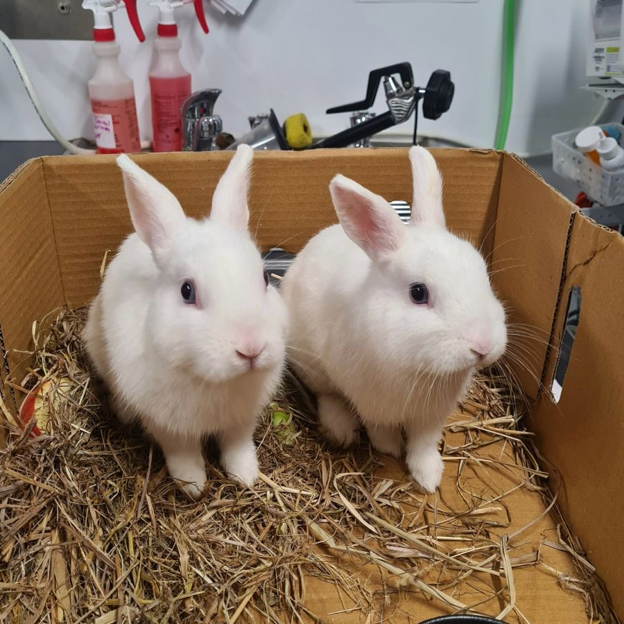 Copy with Paste - Female Mix Rabbit in NSW - PetRescue
