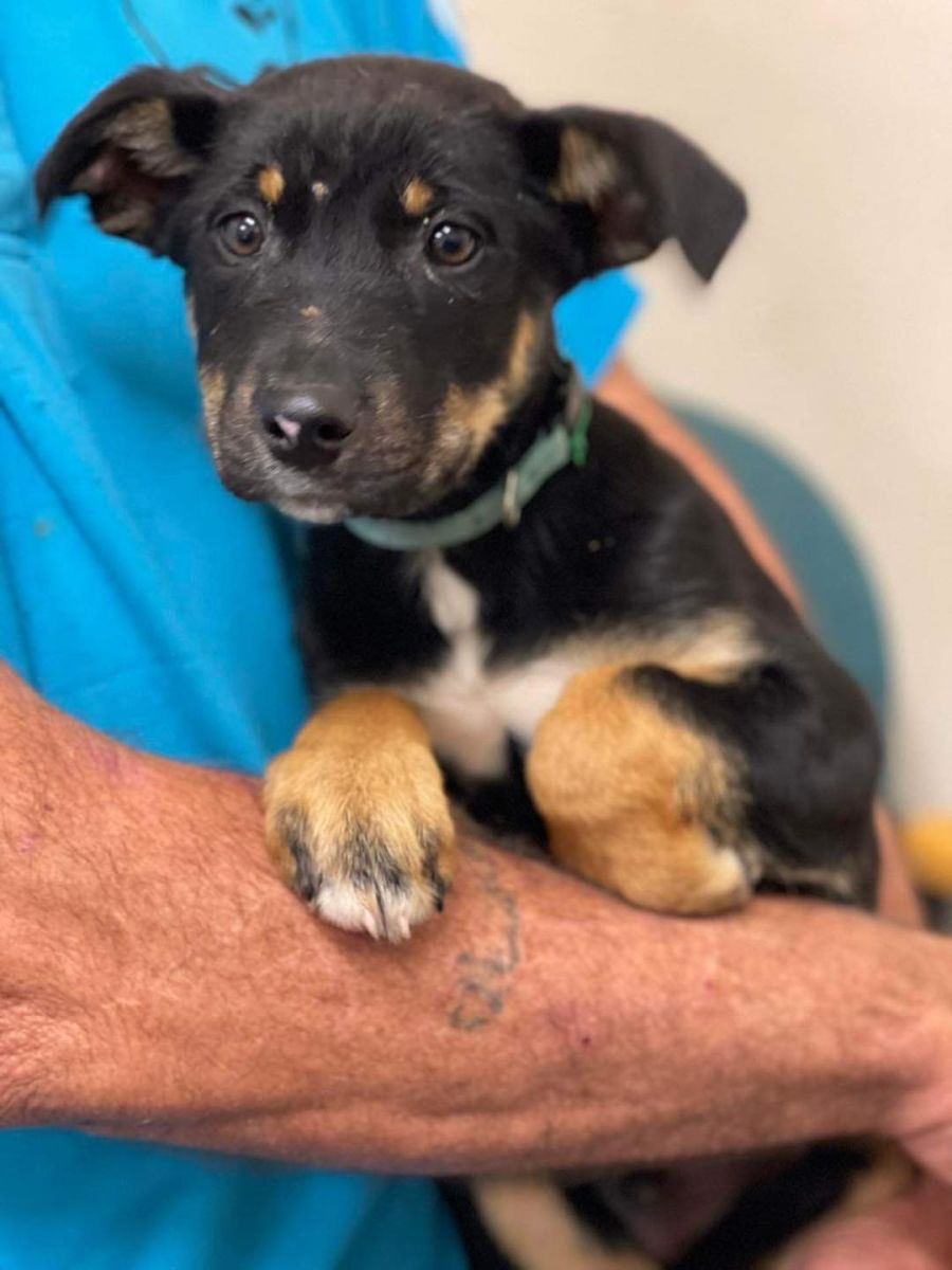 Digger - Medium Male Kelpie Dog in QLD - PetRescue