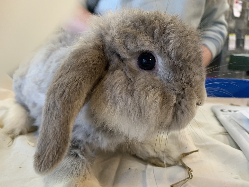 Platinum - Male Lop Eared Mix Rabbit in VIC - PetRescue