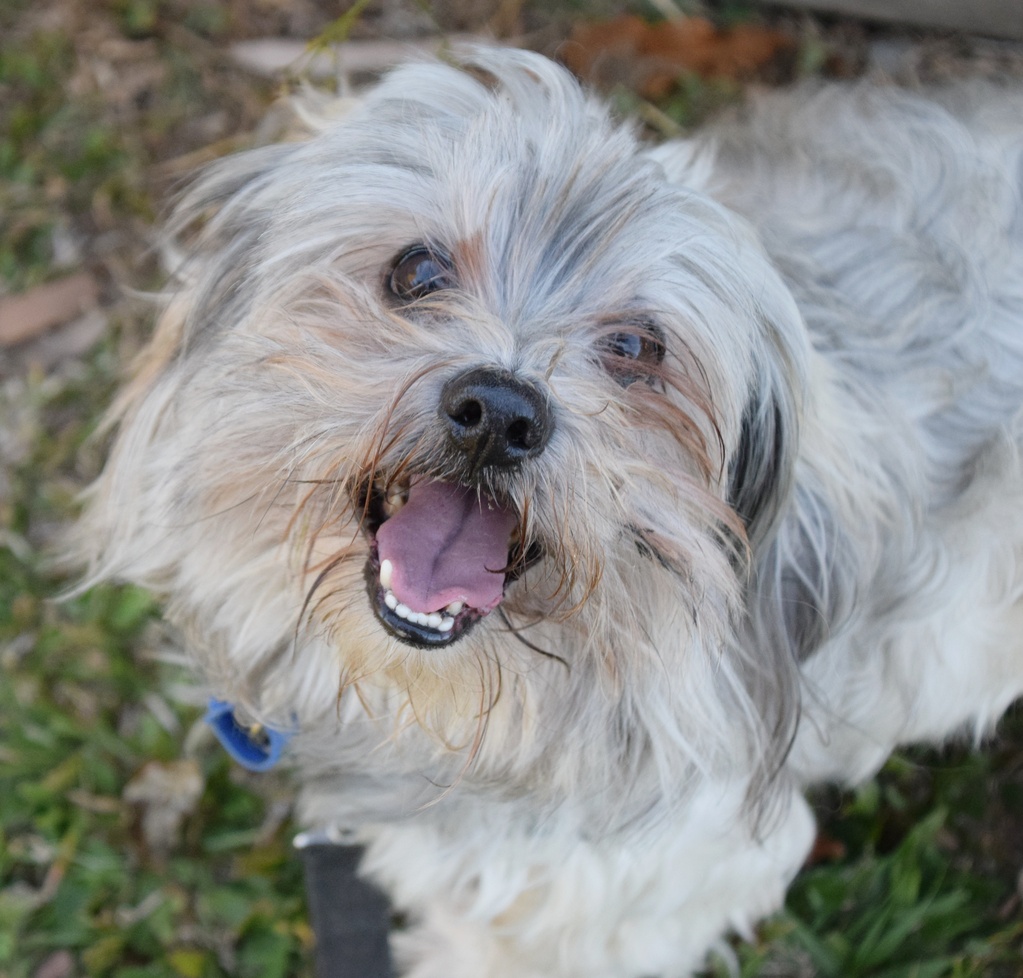 Ash - Small Male Australian Silky Terrier x Maltese Terrier Mix Dog in ...