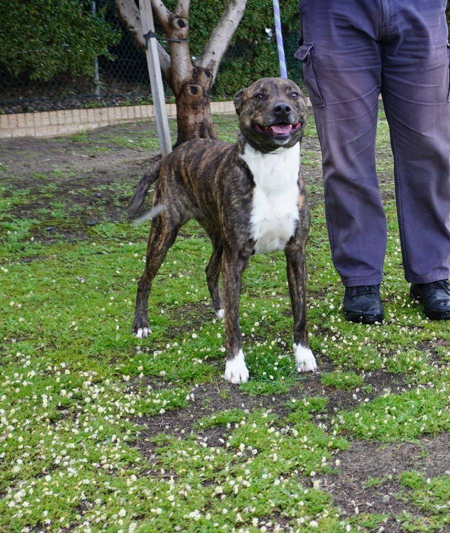 Gypsy - Medium Male Cross breed Dog in WA - PetRescue