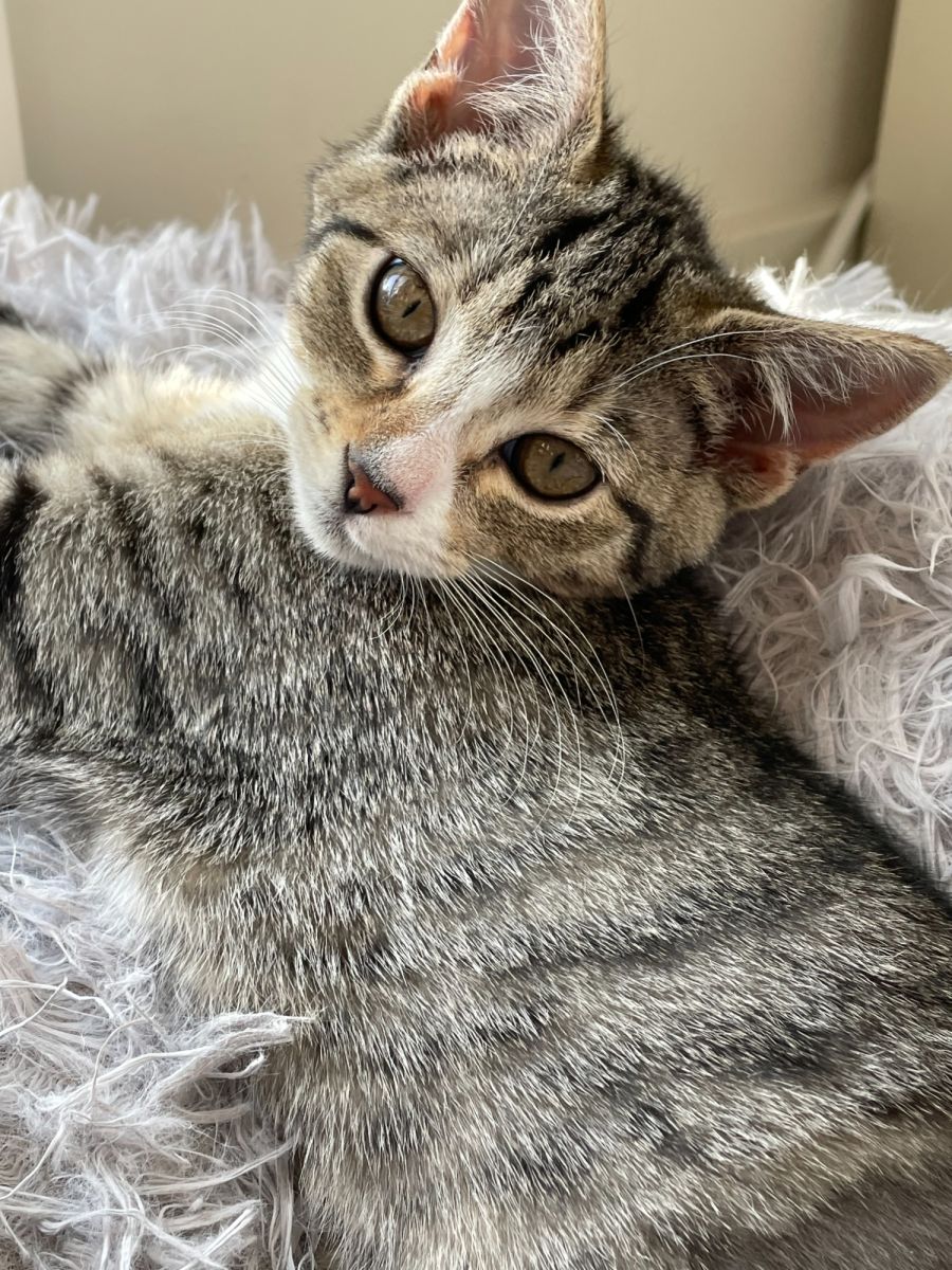 Midge - Female Domestic Short Hair Cat in VIC - PetRescue