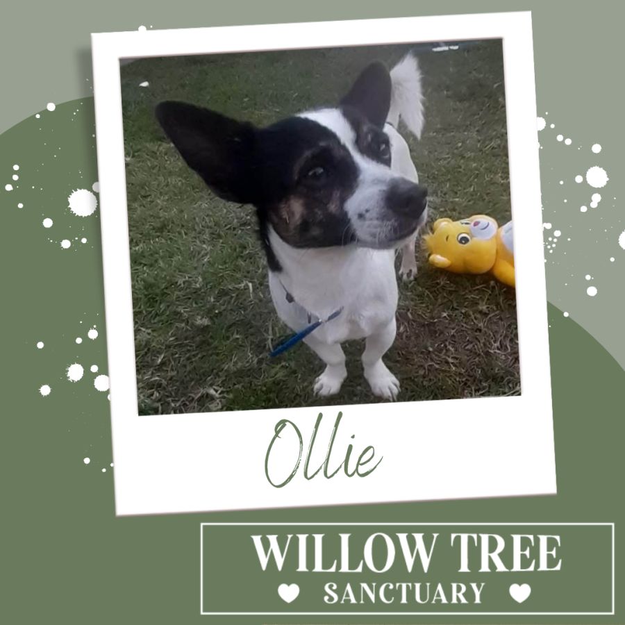 Ollie - Small Male Fox Terrier Mix Dog in NSW - PetRescue