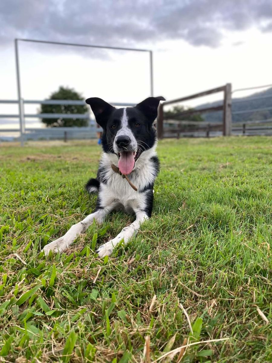 Murphy - Medium Male Border Collie Mix Dog in QLD - PetRescue