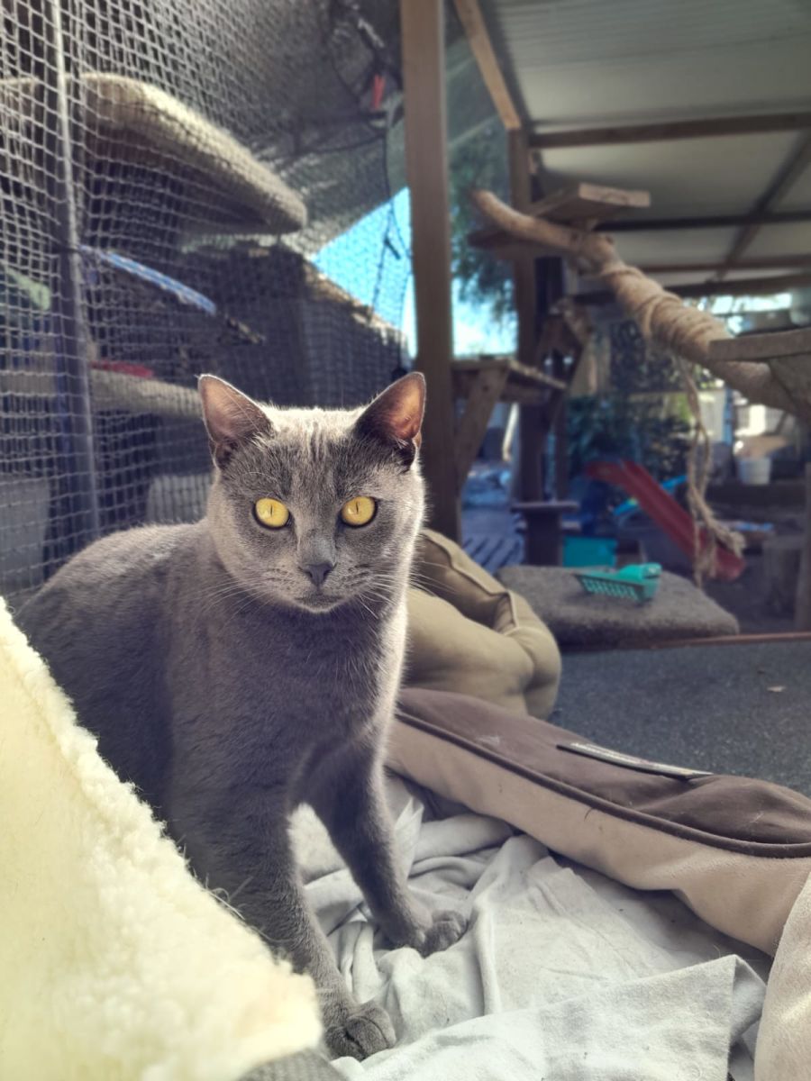 Topaz - Female Domestic Short Hair Cat in QLD - PetRescue