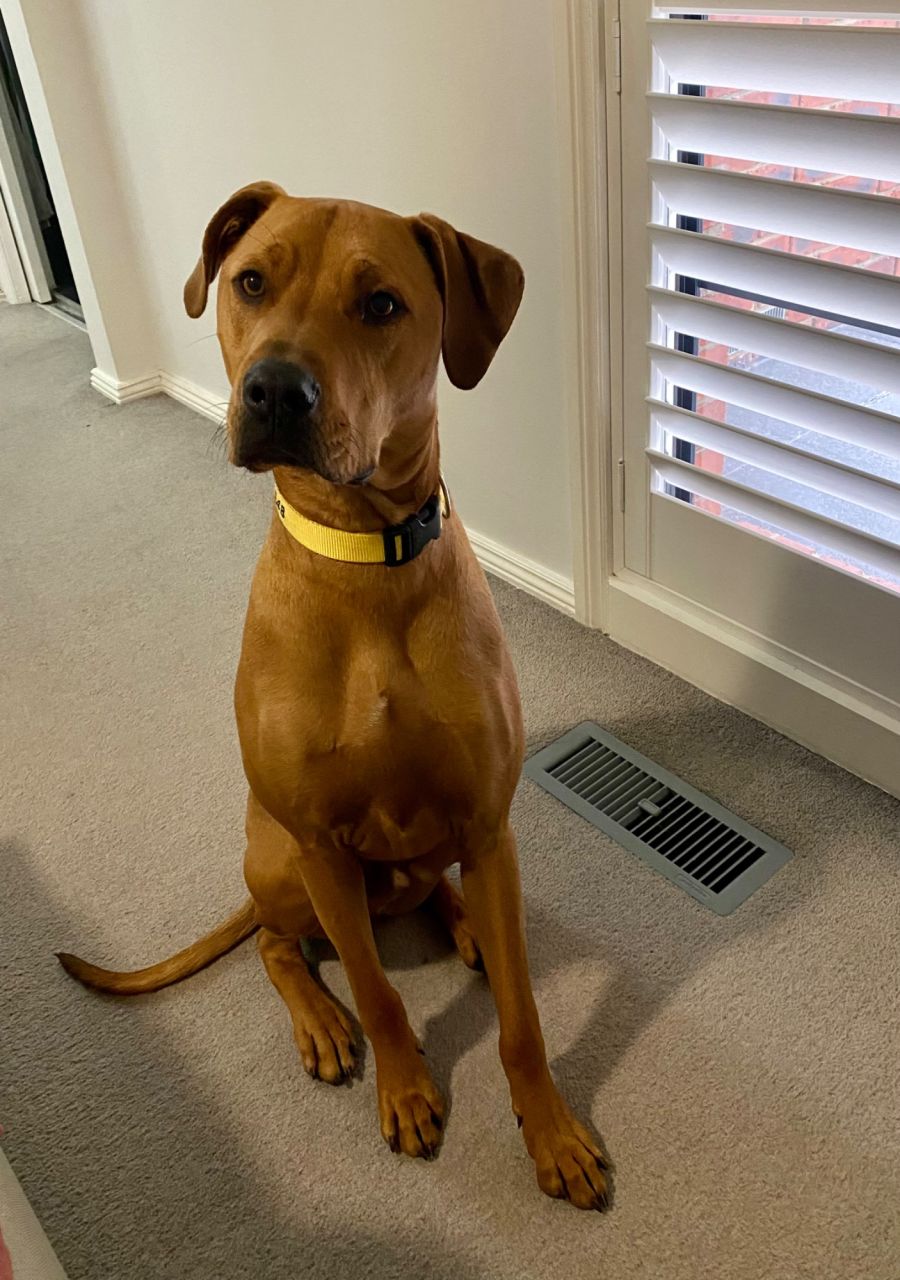Rhodesian Ridgeback Boxer Mix