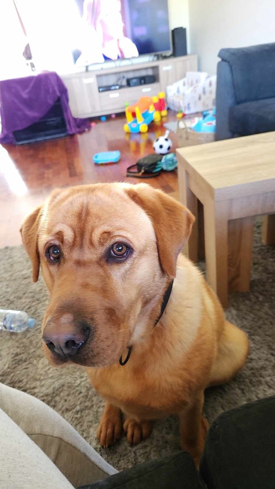 Hunnie - Medium Female Labrador Dog in VIC - PetRescue