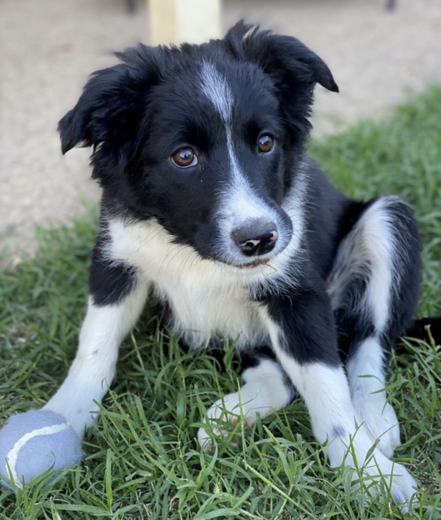 Bonnie - Large Female Border Collie Dog in QLD - PetRescue