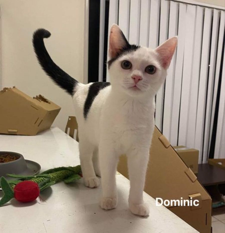 Dominic - Male Domestic Short Hair Cat in QLD - PetRescue