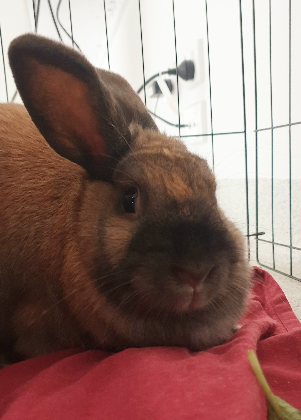 Penny - Female Bunny Rabbit Mix Rabbit in VIC - PetRescue