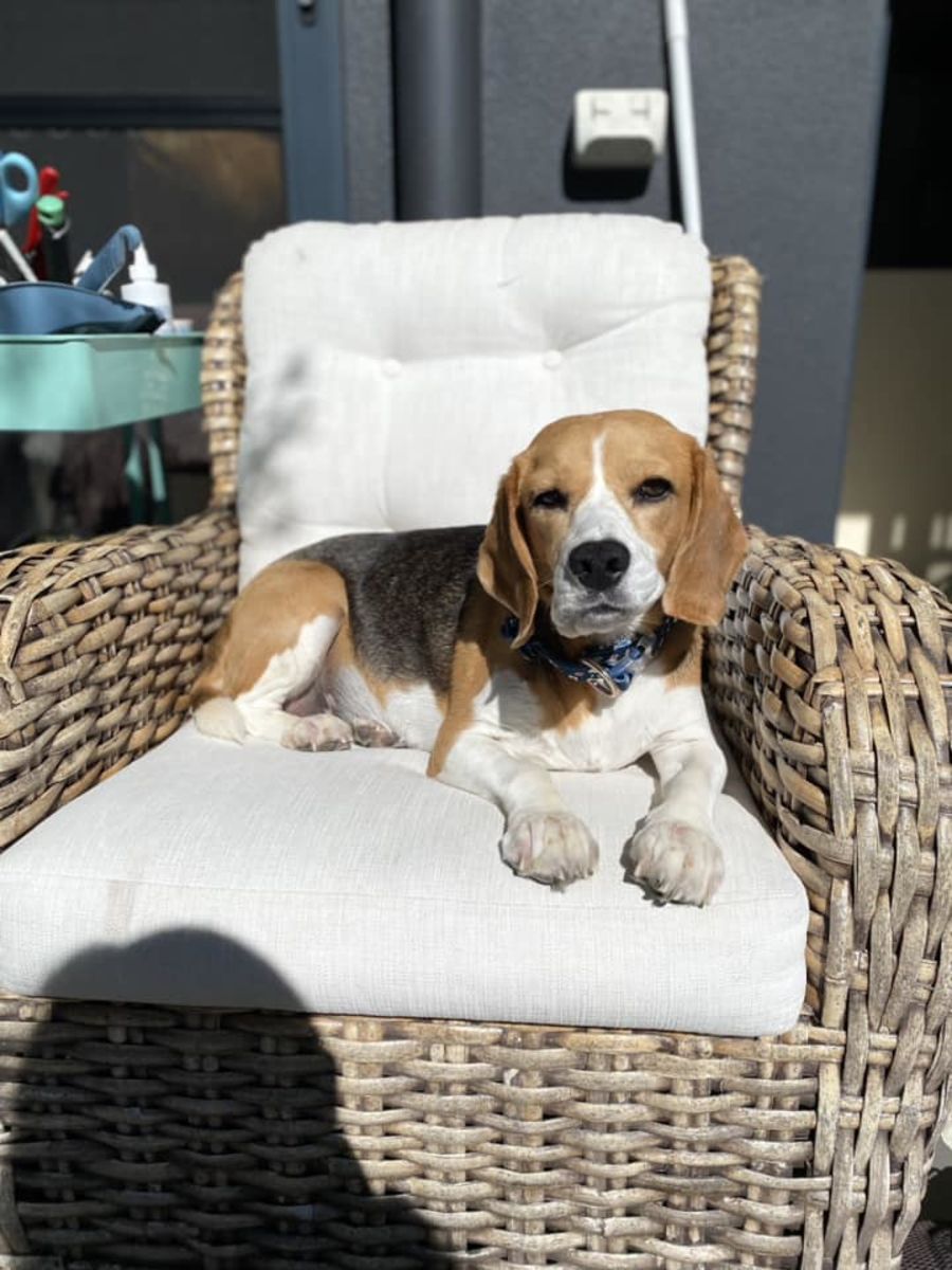 Willow - Medium Female Beagle Dog in QLD - PetRescue