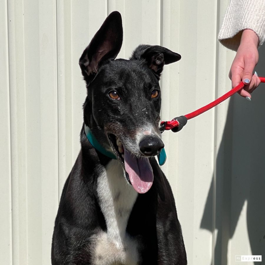 Dan the Magnificent - Large Male Greyhound Dog in QLD - PetRescue