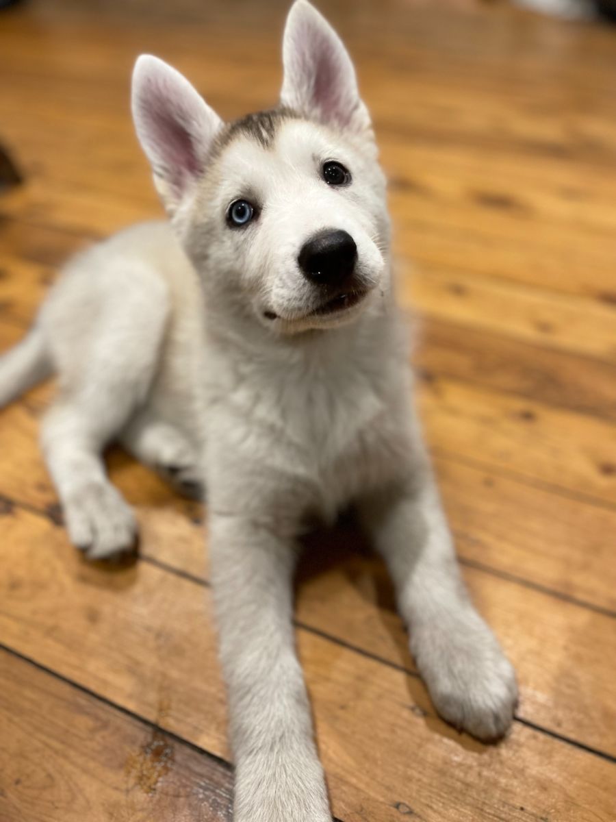 Magic - Medium Male Siberian Husky x German Shepherd Dog in NSW - PetRescue