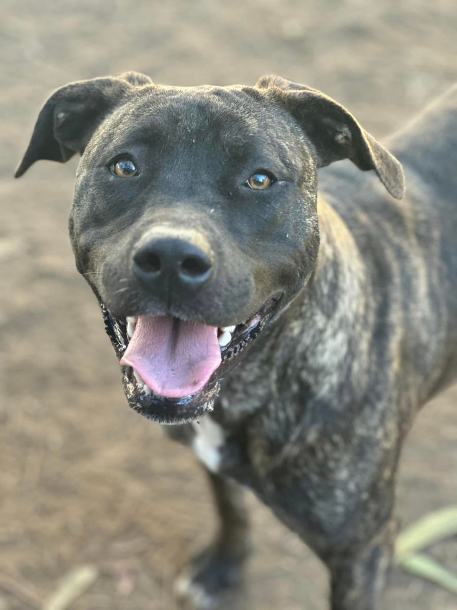 Milly - Medium Female Staffy Mix Dog in NSW - PetRescue