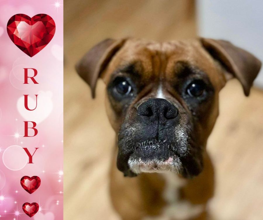 Ruby - Medium Female Boxer Dog in SA - PetRescue